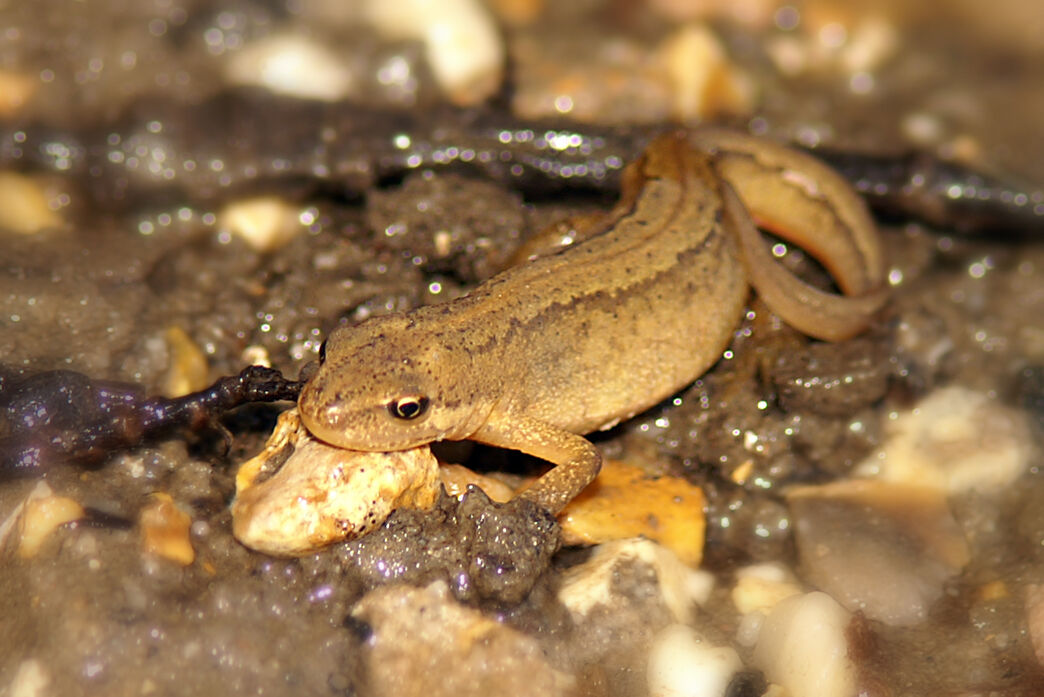 Know Your Newt The Wildlife Trust For Lancashire Manchester And
